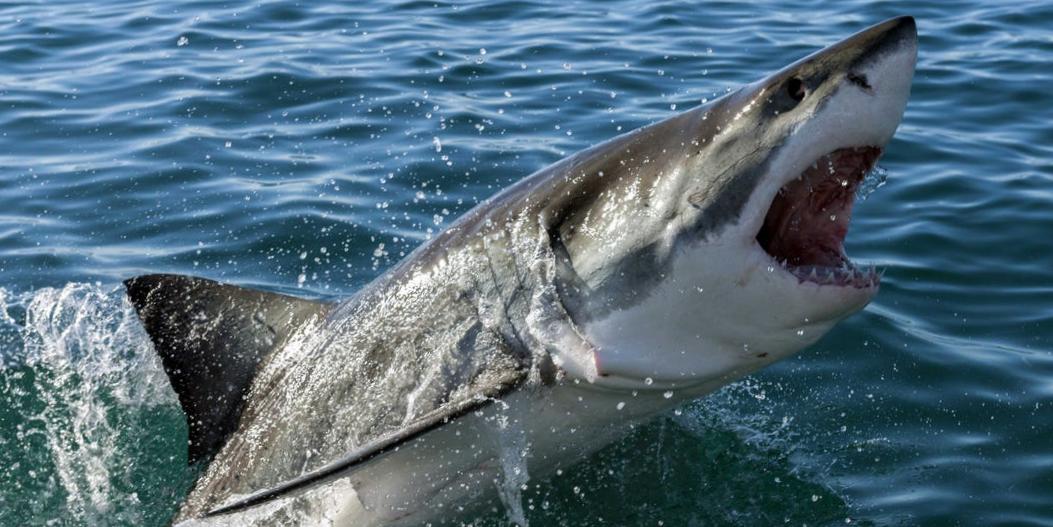 Des baigneurs choqués sont témoins d'un grand requin blanc présumé qui ...